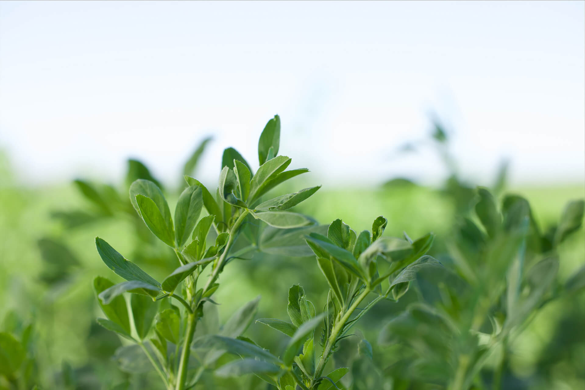 Fall Alfalfa Checklist WL Alfalfas